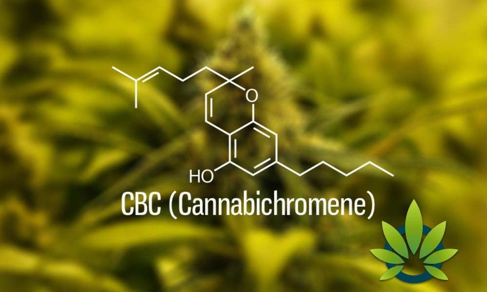 Cannabichromene (CBC): Little Known Facts About CBC Cannabinoid Health ...