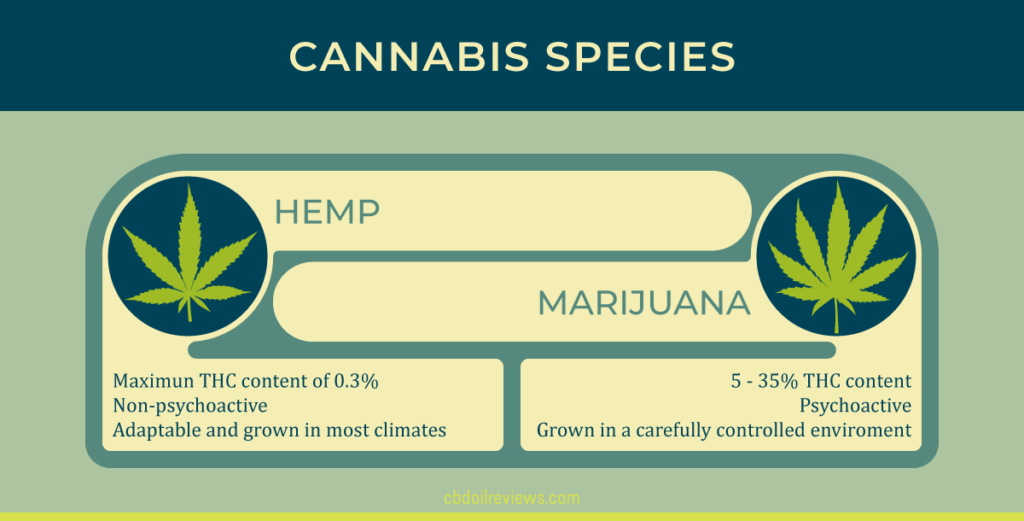 Hemp: Uses, Benefits, Nutrition, History and Marijuana Differences ...